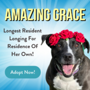 Copyright ©2022. Humane Society for Hamilton County. All Rights Reserved.