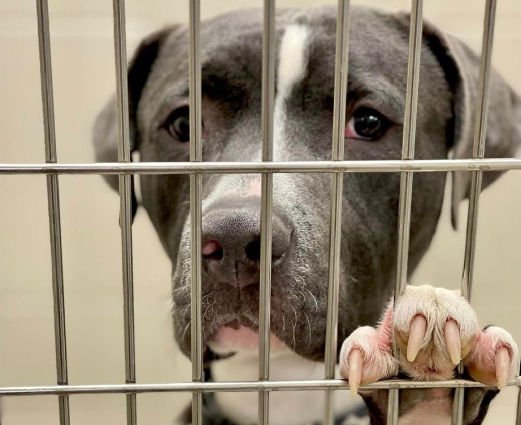 Media Center - The Humane Society for Hamilton County