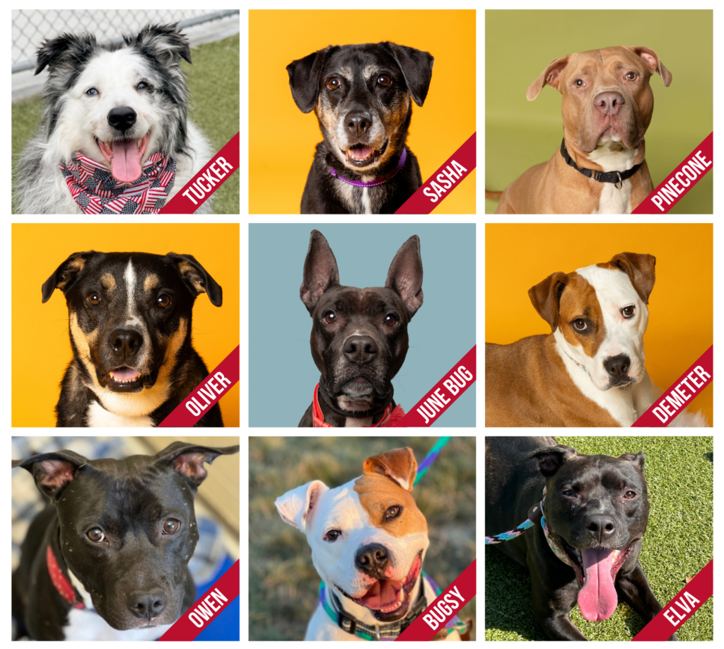 Media Center - The Humane Society for Hamilton County