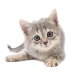 Adopt a Pet - The Humane Society for Hamilton County