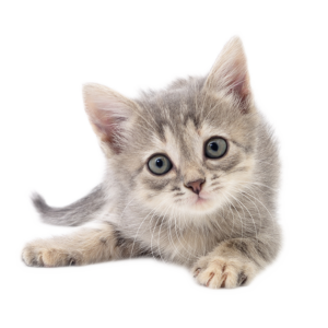 Welcome to The Humane Society for Hamilton County