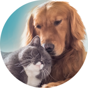 Welcome to The Humane Society for Hamilton County