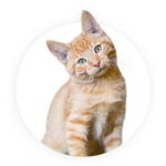 Adopt a Pet - The Humane Society for Hamilton County