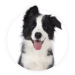Adopt a Pet - The Humane Society for Hamilton County