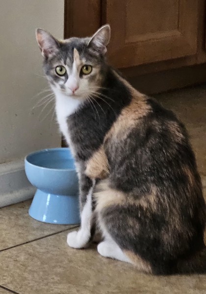 Adoptable Cats - Adopt a Shelter Cat