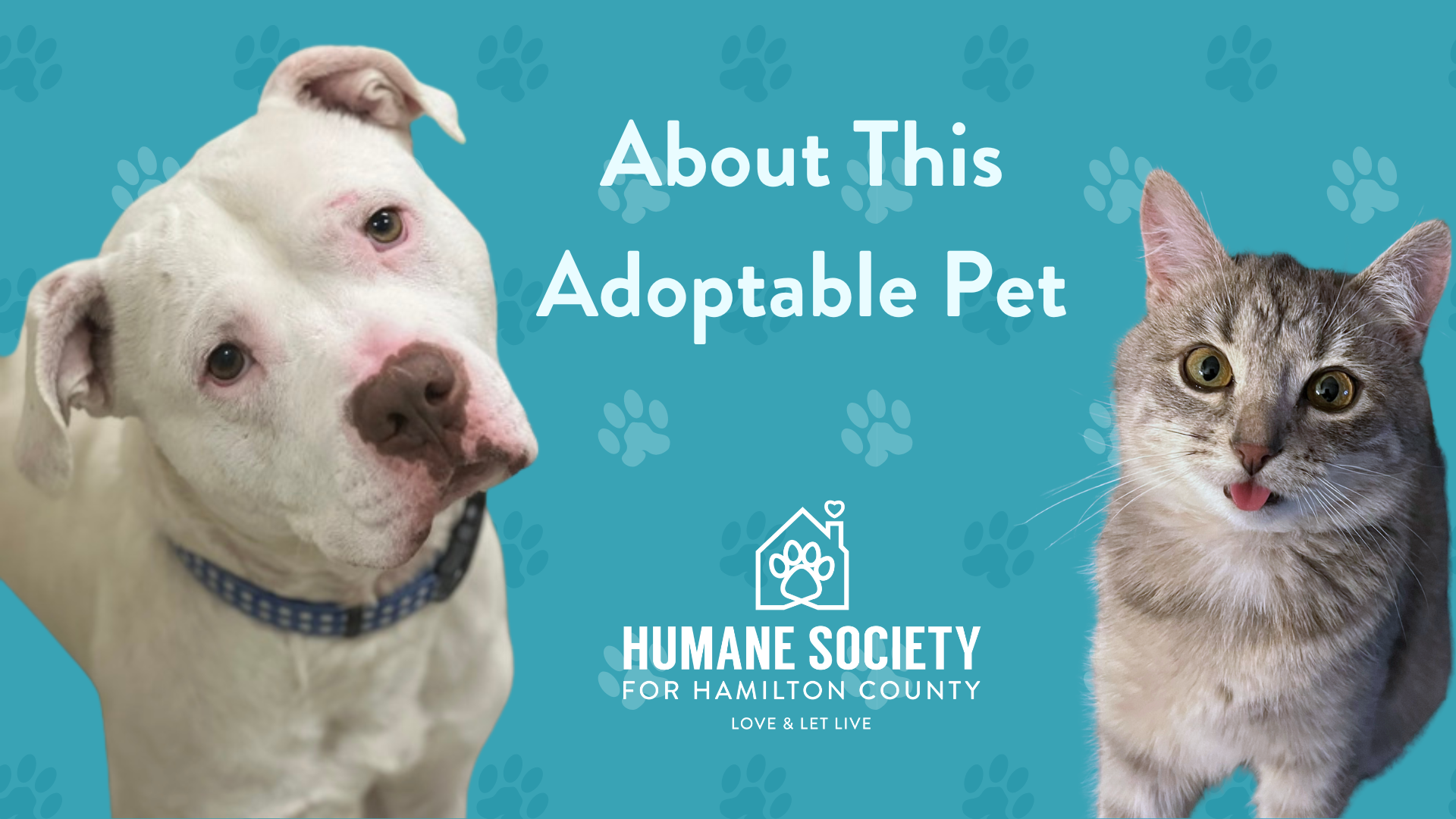 About This Adoptable Pet - Hamilton Humane