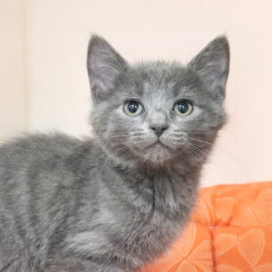 Adoption Process - The Humane Society for Hamilton County