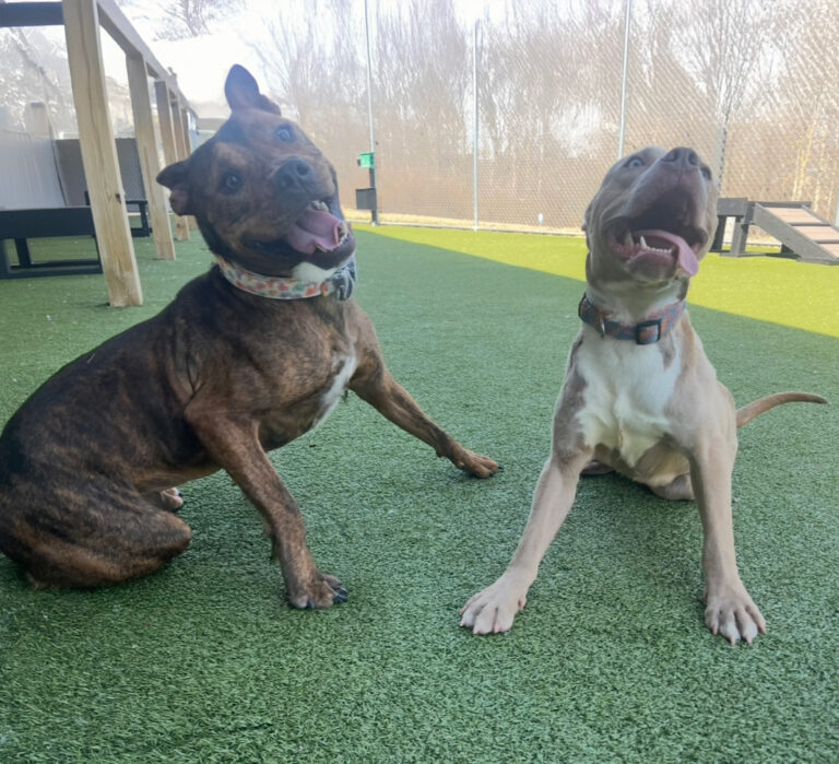 Adoption Process - The Humane Society for Hamilton County