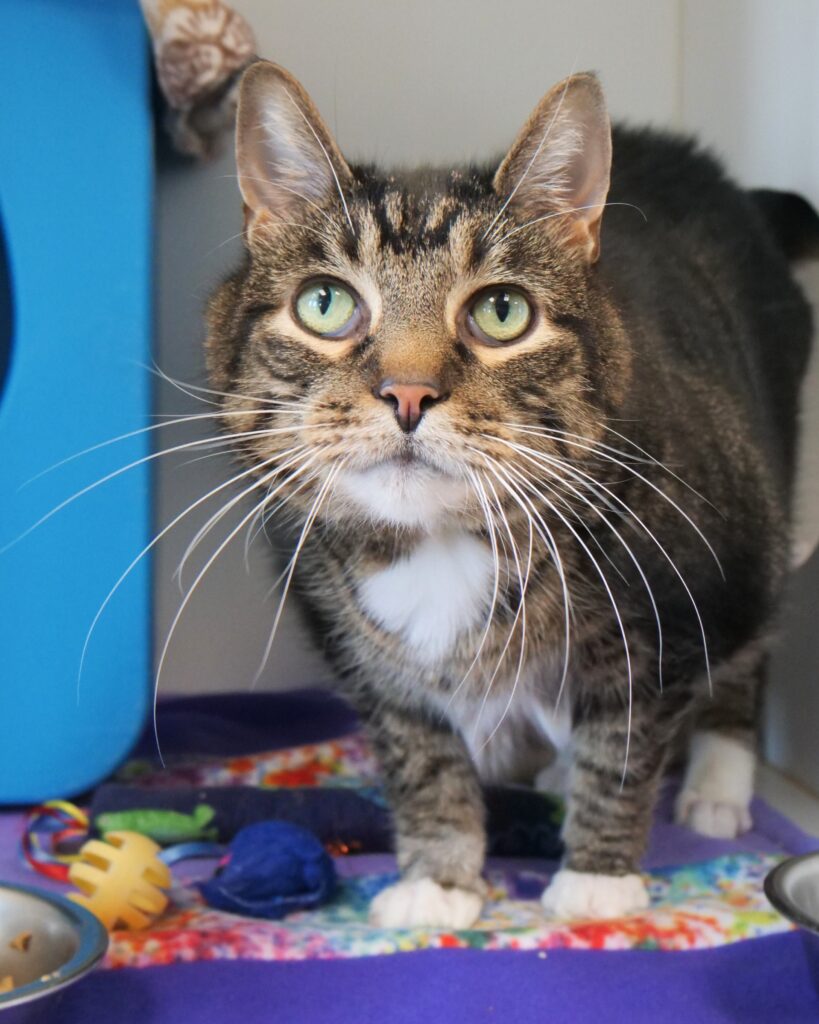 Adoptable Cats - Adopt a Shelter Cat