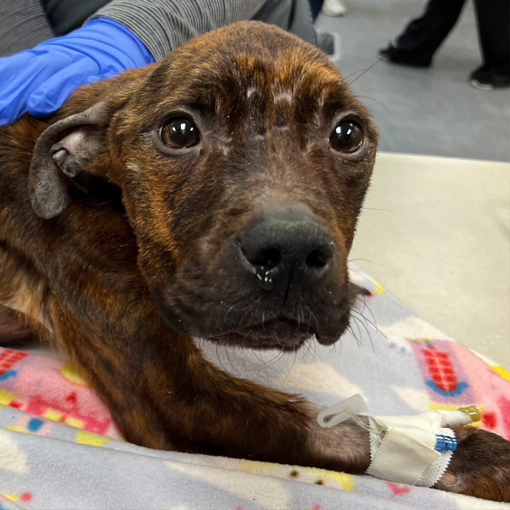 Welcome to The Humane Society for Hamilton County